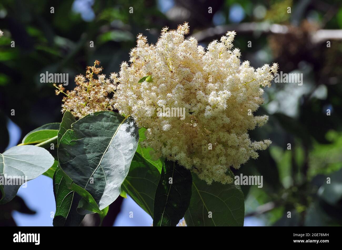 Ehretia thyrsiflora, borágófa Stock Photo - Alamy