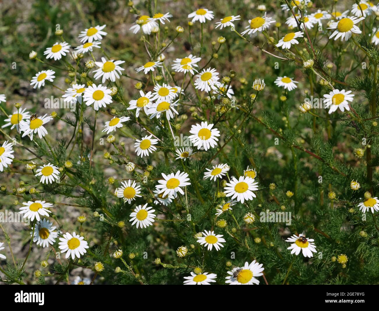 scentless false mayweed, scentless mayweed, scentless chamomile ...