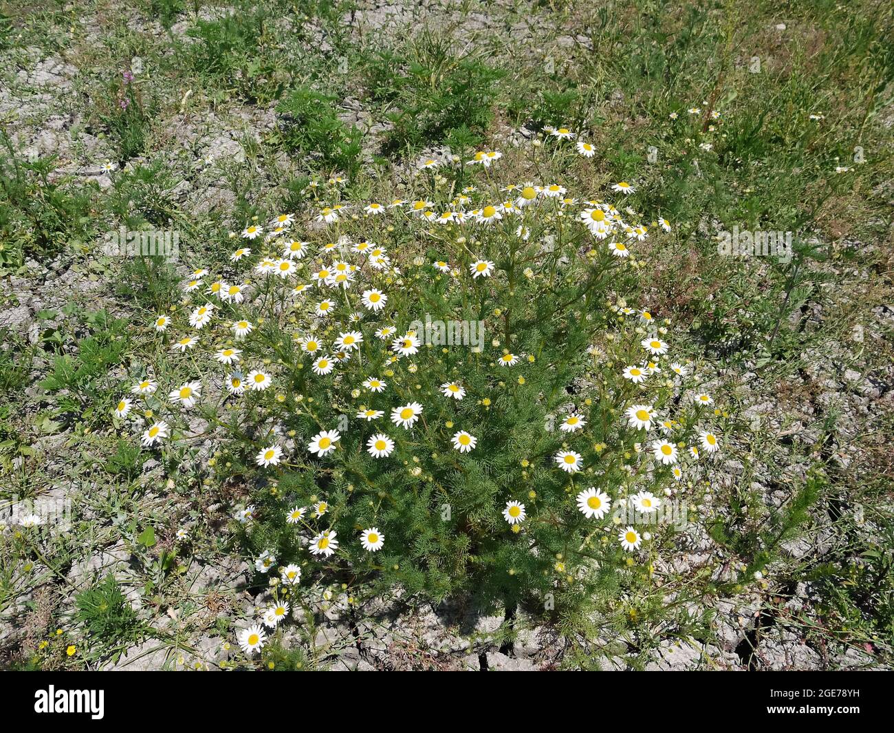 scentless false mayweed, scentless mayweed, scentless chamomile ...