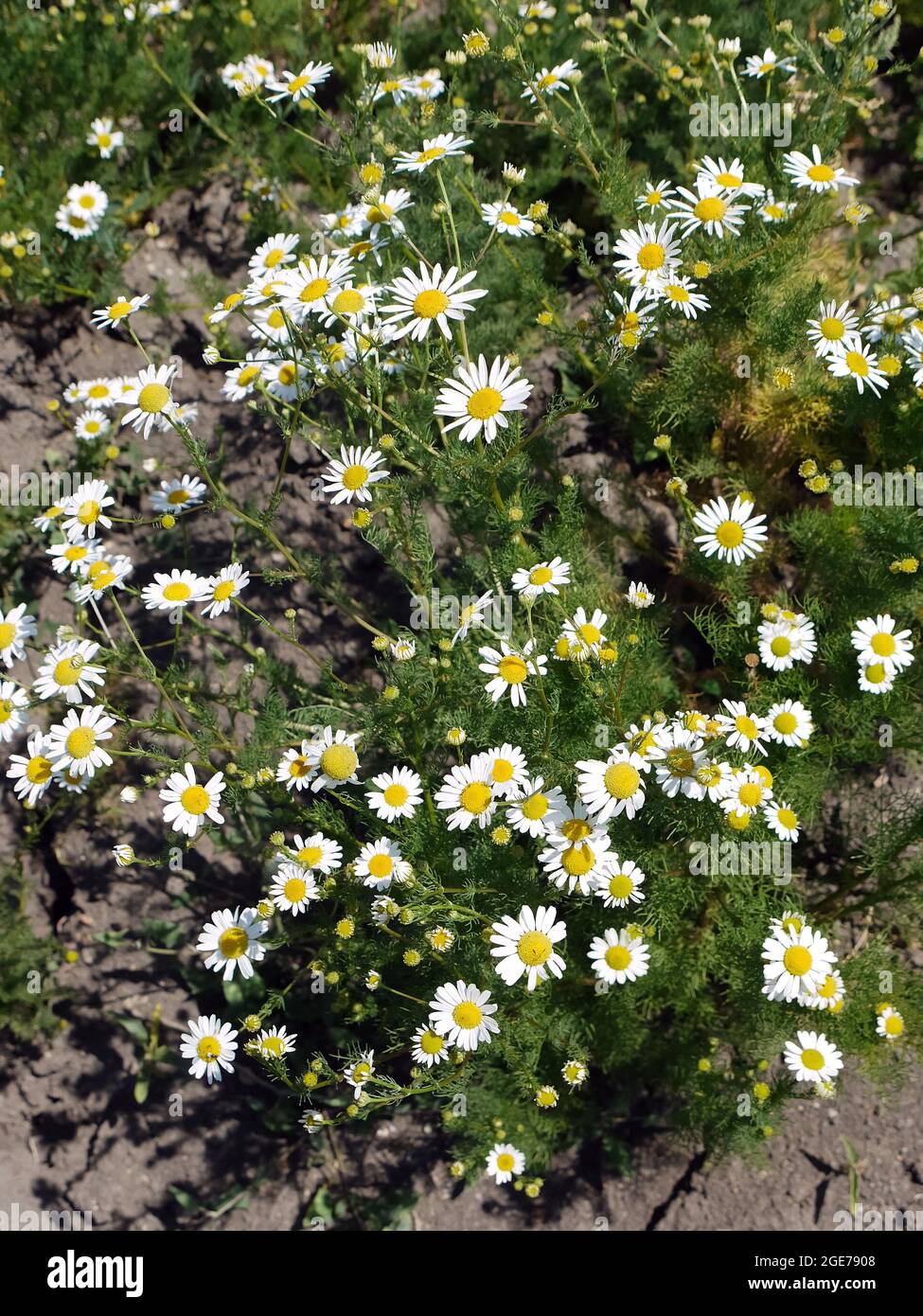 Geruchlose strandkamille hi-res stock photography and images - Alamy
