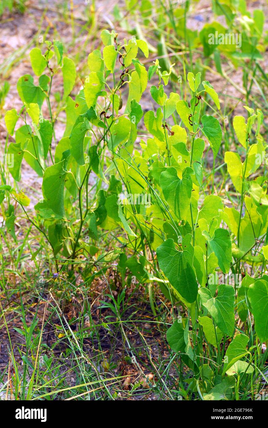birthwort, Gewöhnliche Osterluzei, Aristolochia clematitis, közönséges ...