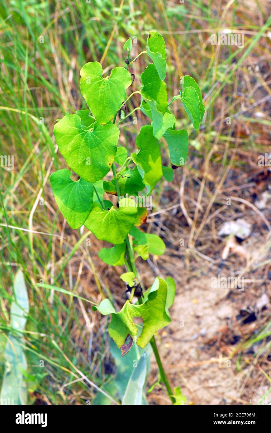 birthwort, Gewöhnliche Osterluzei, Aristolochia clematitis, közönséges ...