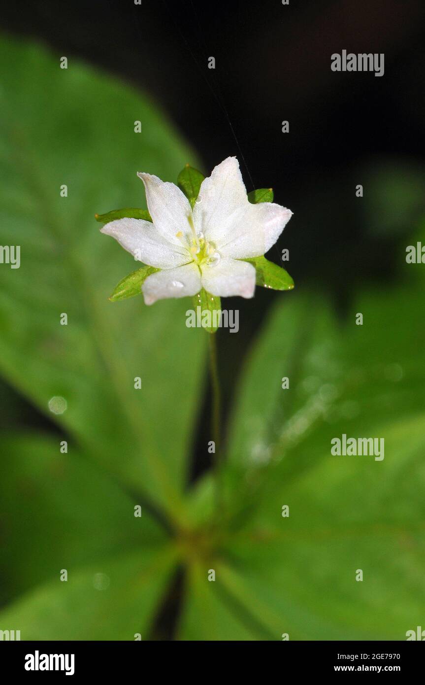 chickweed-wintergreen, arctic starflower, Siebenstern, Lysimachia ...