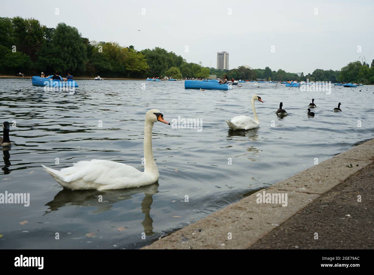 Swans and Ducks along the Serpentine Lake in Hyde Park, London, England ...
