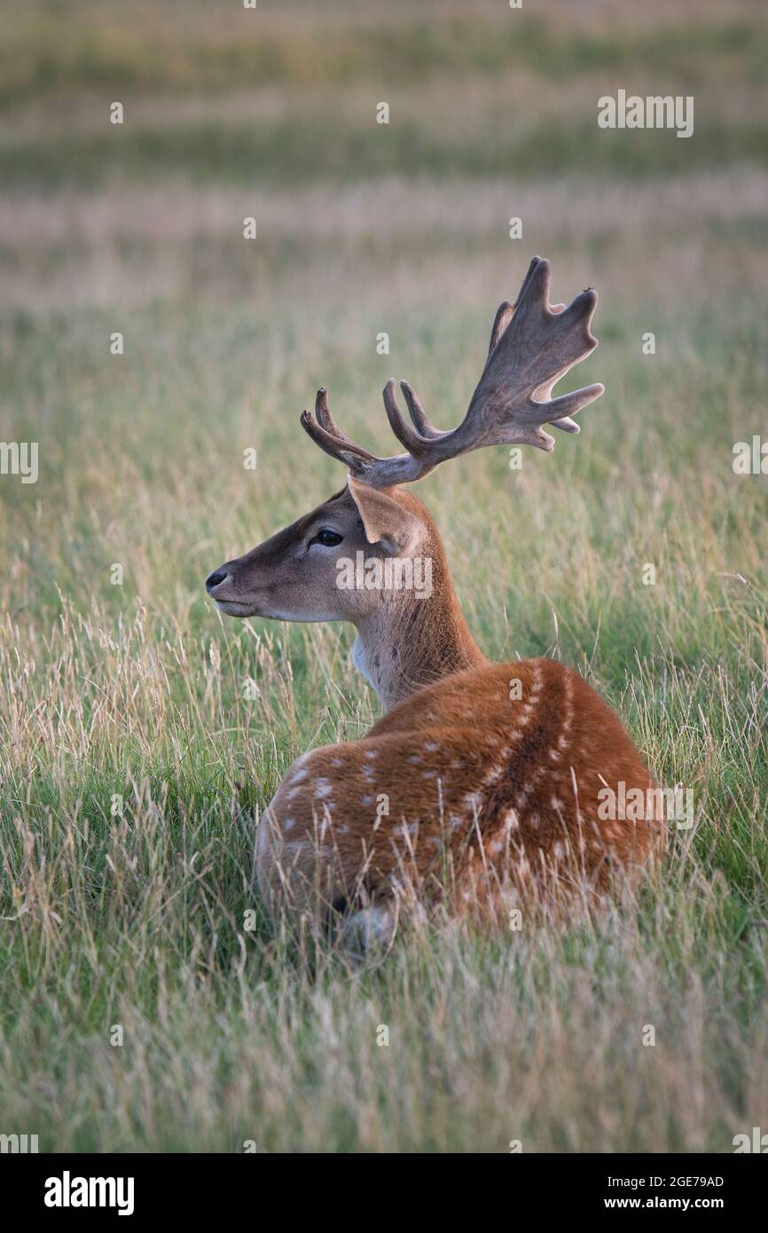 Randy young hi-res stock photography and images - Alamy