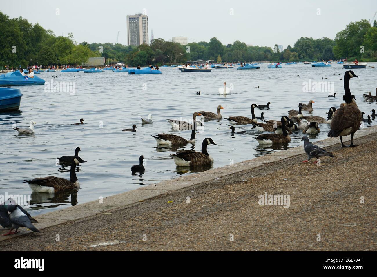 Ducks along the Serpentine Lake in Hyde Park, London, England, U.K ...