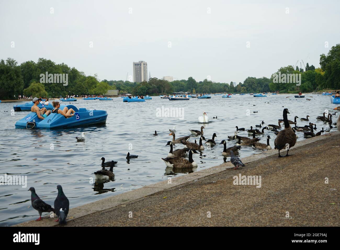 Ducks along the Serpentine Lake in Hyde Park, London, England, U.K ...