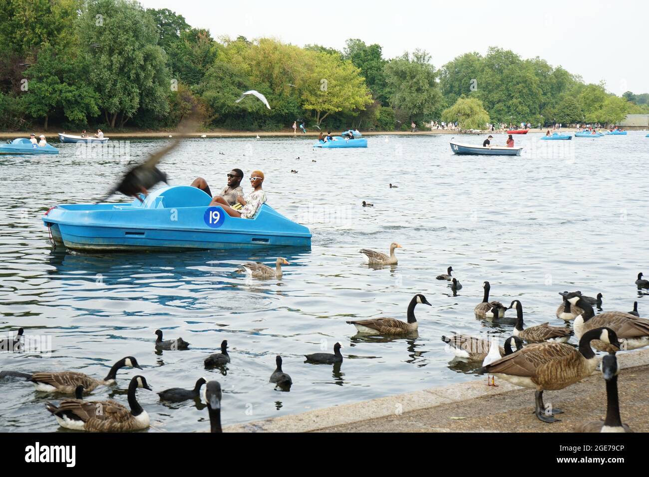 Ducks along the Serpentine Lake in Hyde Park, London, England, U.K ...