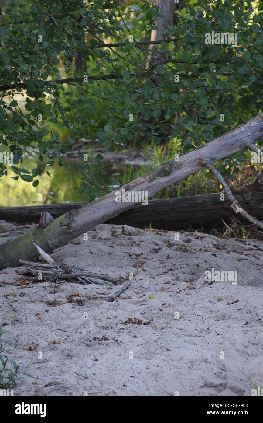 Silted up brook bed hi-res stock photography and images - Alamy