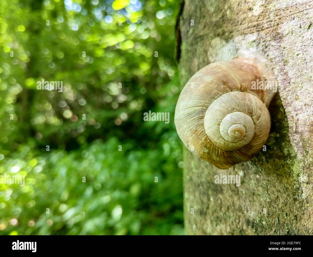 Common garden wood snail hi-res stock photography and images - Alamy