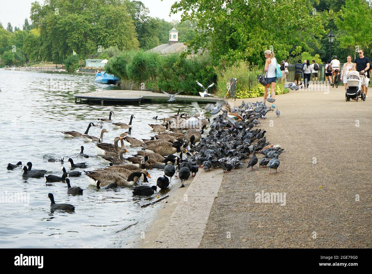 Ducks along the Serpentine Lake in Hyde Park, London, England, U.K ...