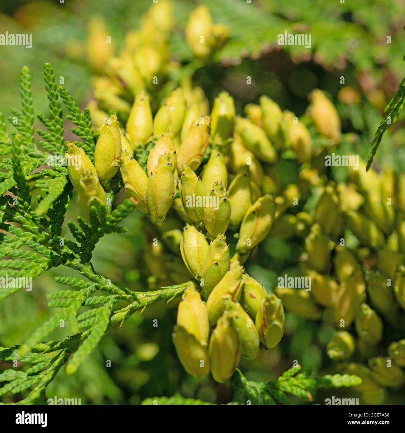 Female cones on the Occidental Arborvitae, Thuja occidentalis Stock ...