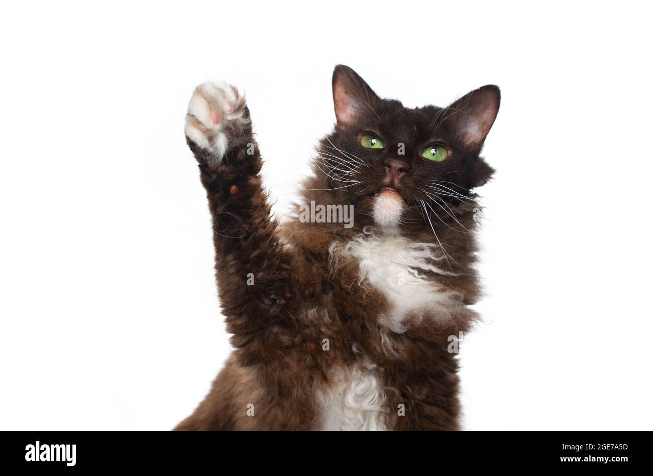 playful chocolate white LaPerm Cat with curly longhair fur raising paw ...