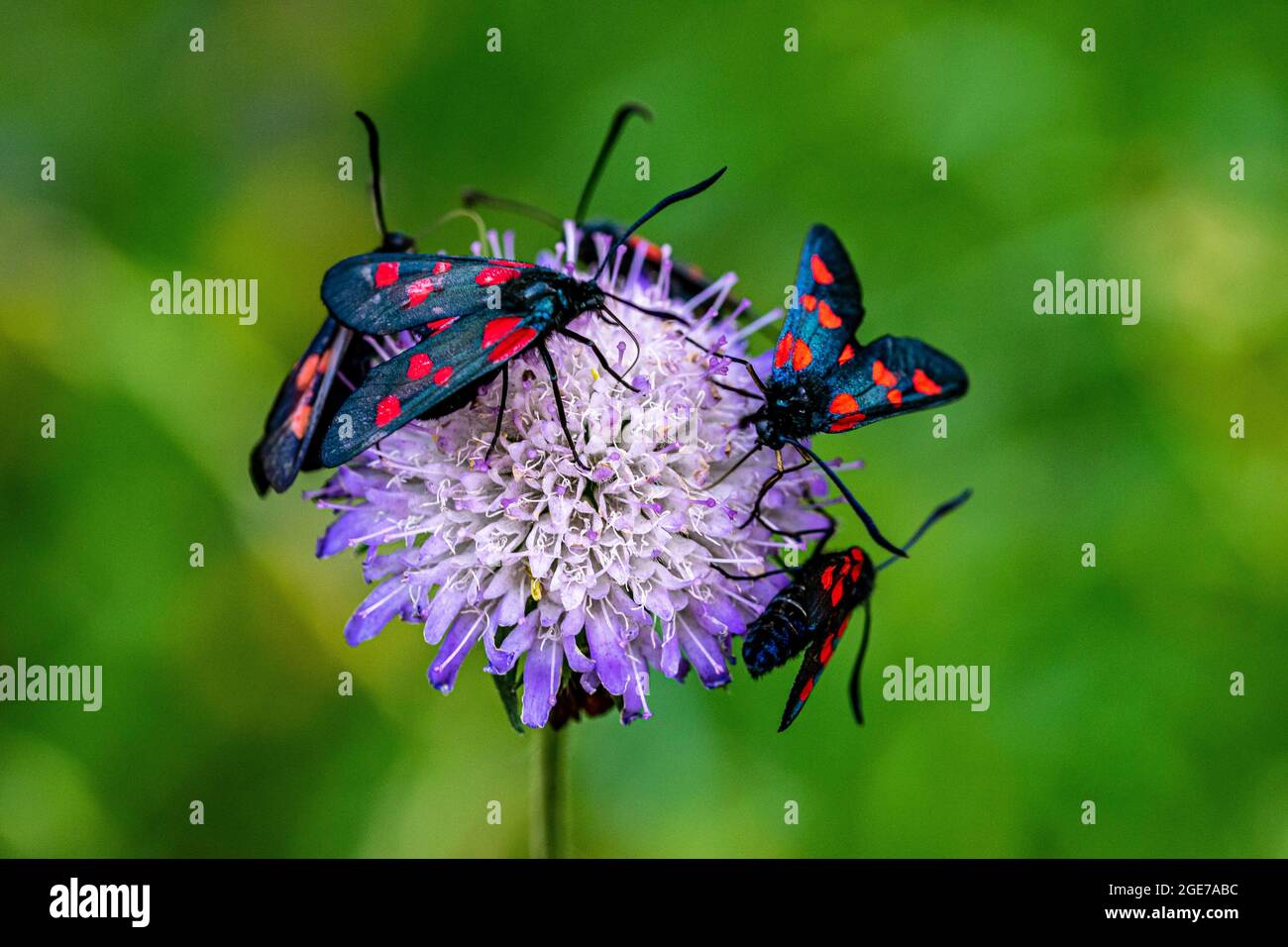Group of burnet or forester moths on a flower. Insects on the plant ...