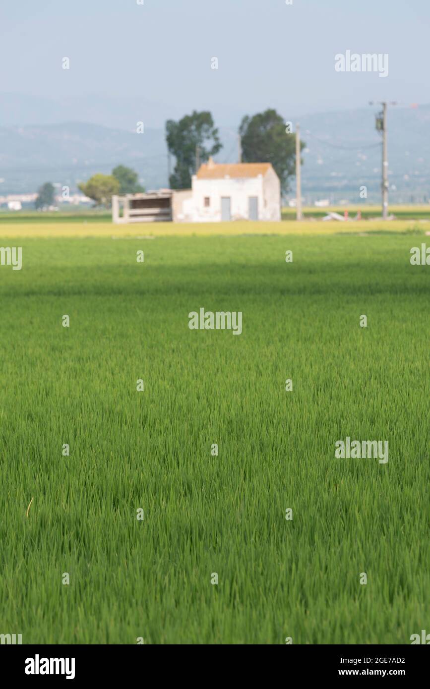 Rice paddy landscape hi-res stock photography and images - Alamy