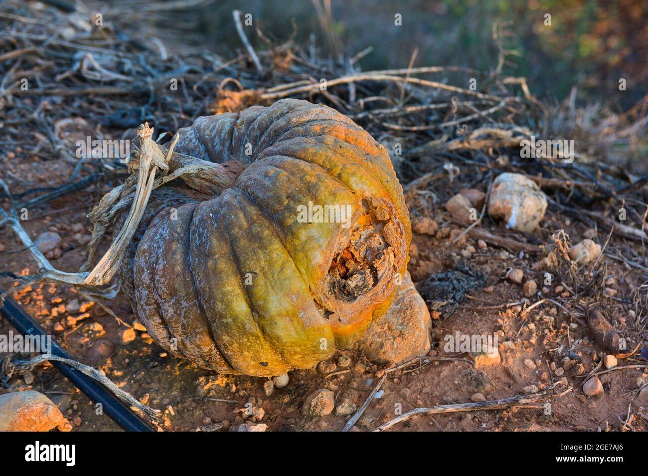 Image of an abandoned pumpkin in the orchard because it has been ...