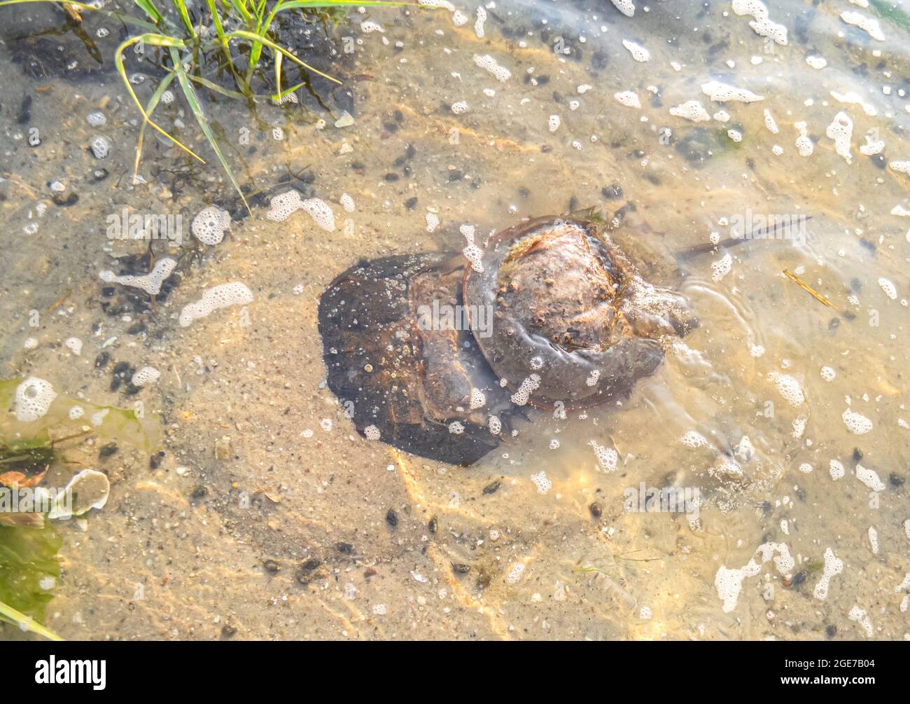 Horseshoe crab reproduction hi-res stock photography and images - Alamy