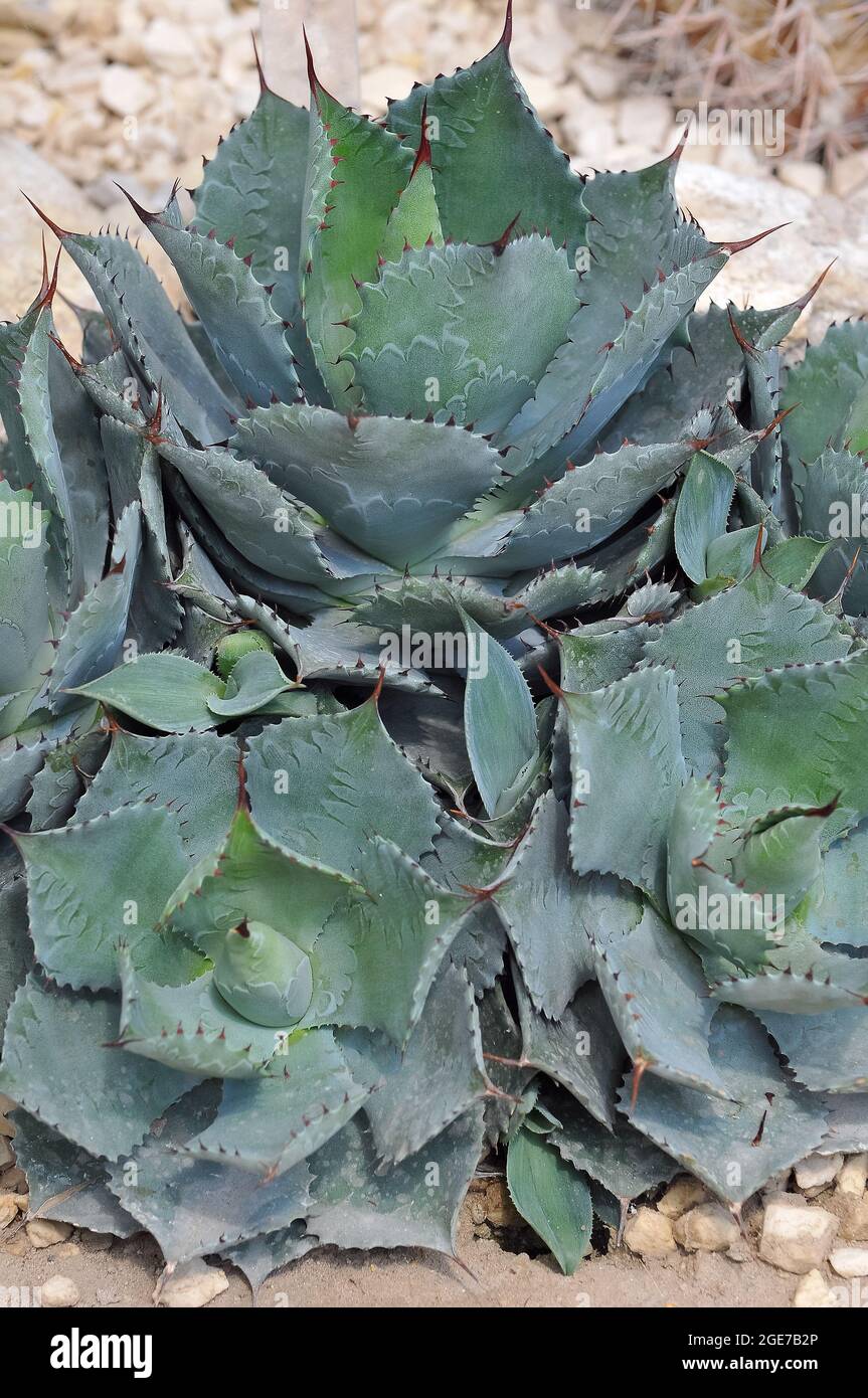 Utah agave, Agave utahensis Stock Photo - Alamy