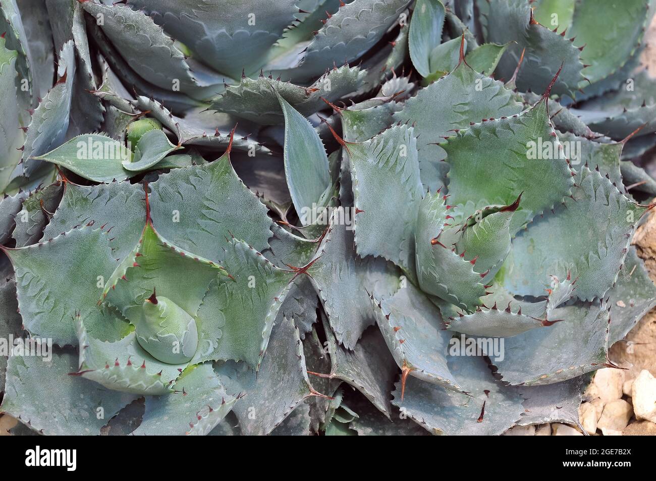 Utah agave, Agave utahensis Stock Photo - Alamy