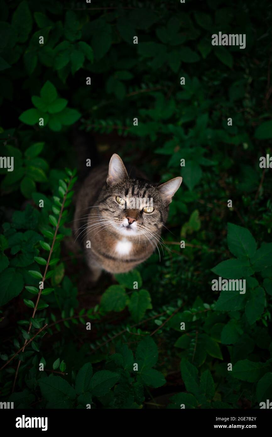 high angle view of a curious tabby cat outdoors standing amid green ...