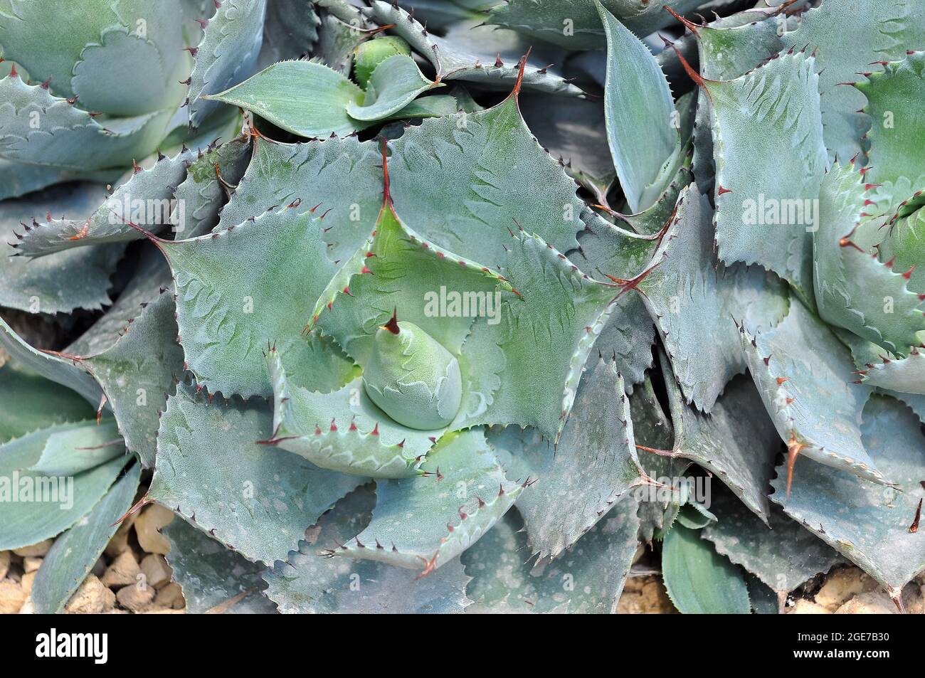 Utah agave, Agave utahensis Stock Photo - Alamy