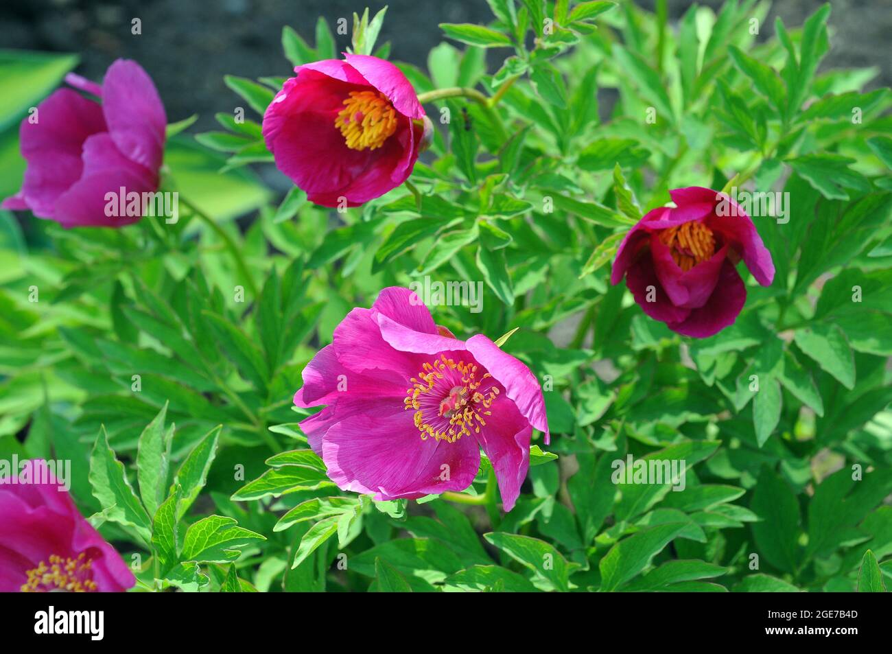 Dwarf Common Peony, Paeonia humilis, bazsarózsa Stock Photo - Alamy