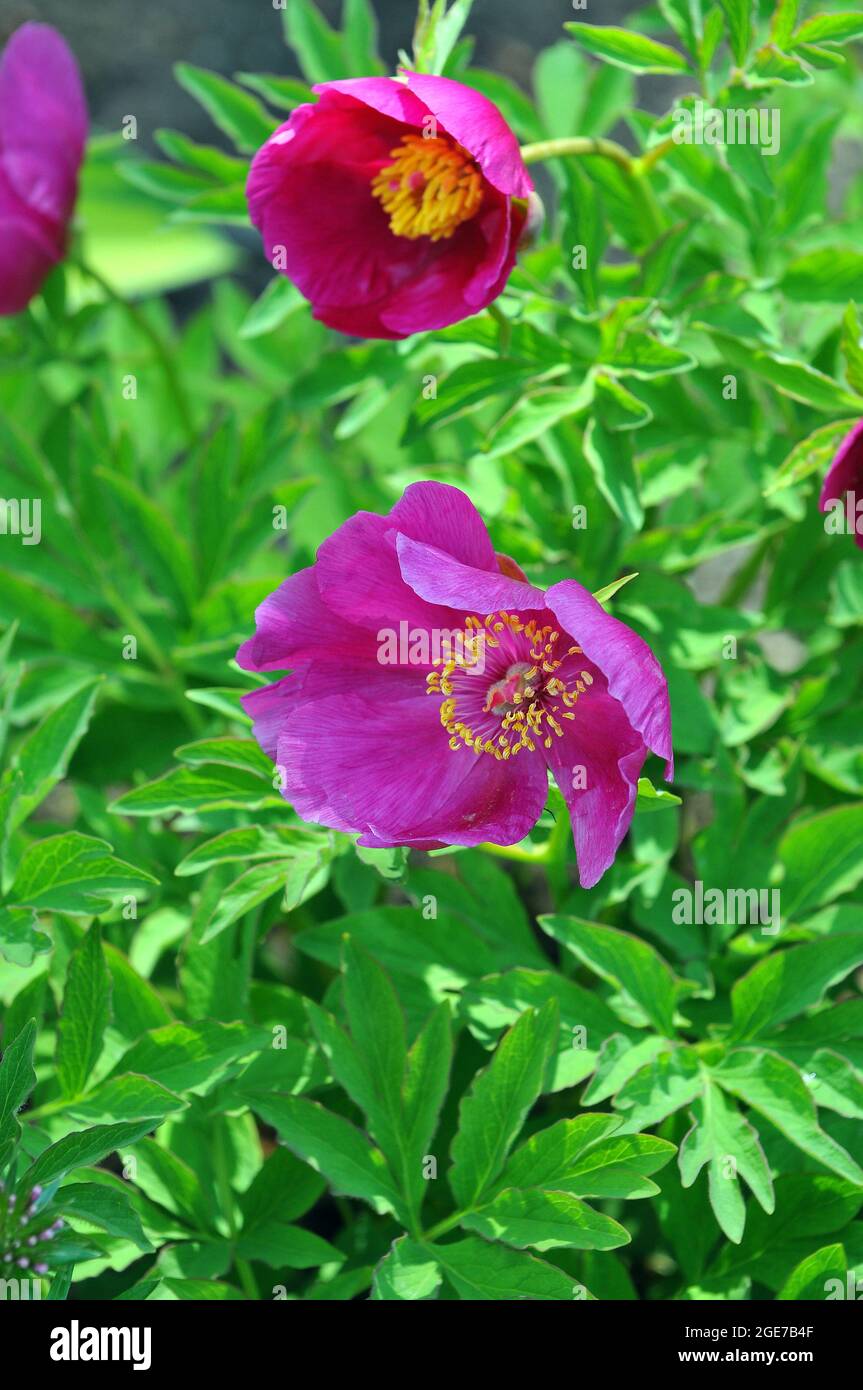 Dwarf Common Peony, Paeonia humilis, bazsarózsa Stock Photo - Alamy