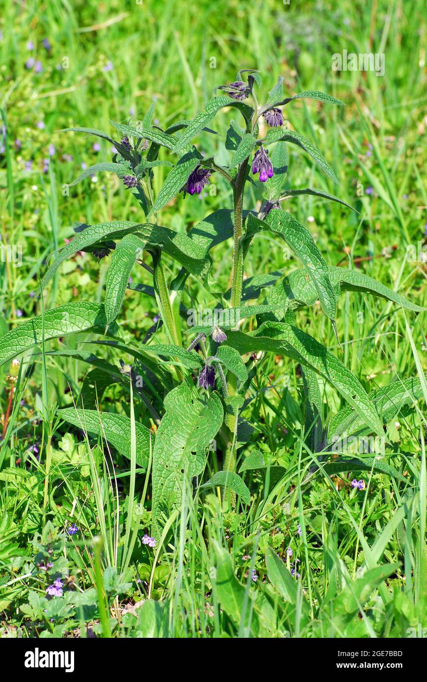 comfrey, boneset, knitbone, consound, Echter Beinwell, Symphytum ...