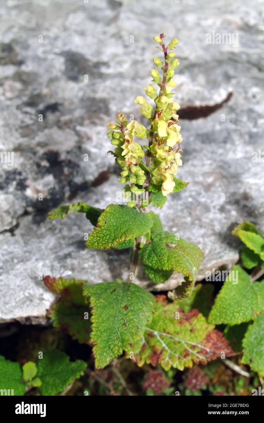 woodland germander, wood sage, Salbei-Gamander, Teucrium scorodonia ...
