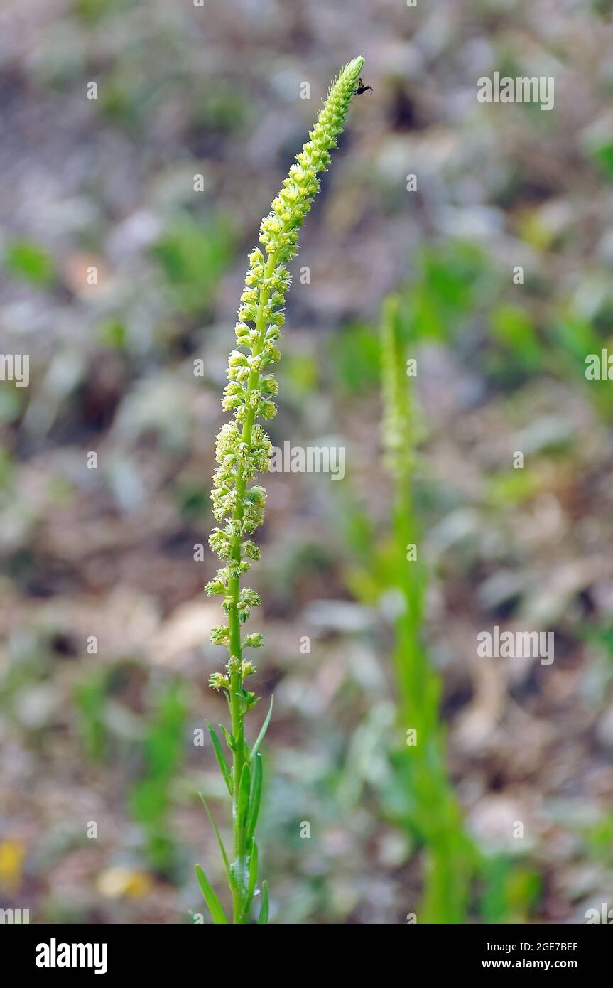 dyer's rocket, dyer's weed, weld, woold, and yellow weed, Färber-Wau ...