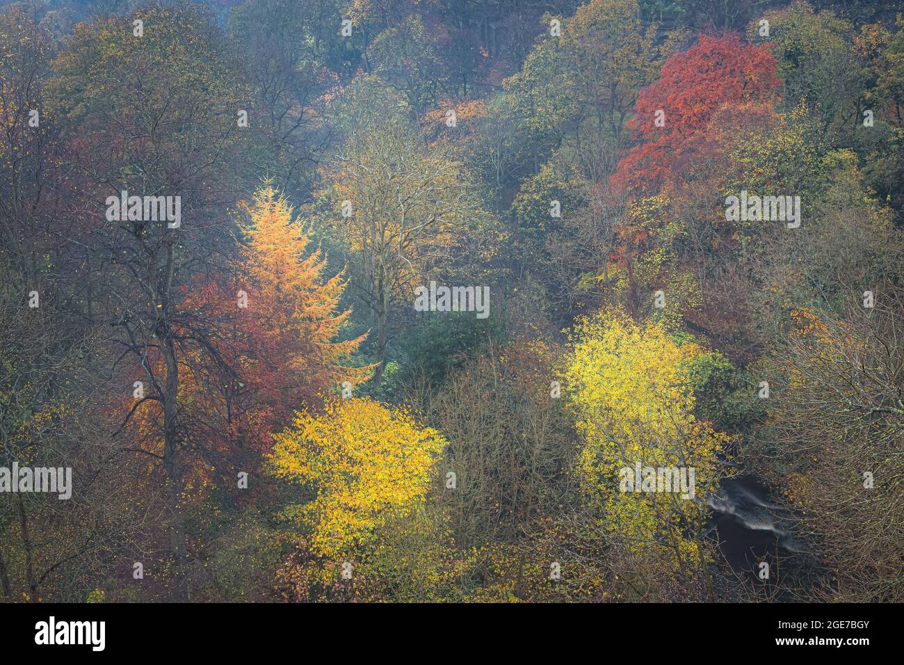 Abstract autumn colours and texture at Dean Park along the Water of ...