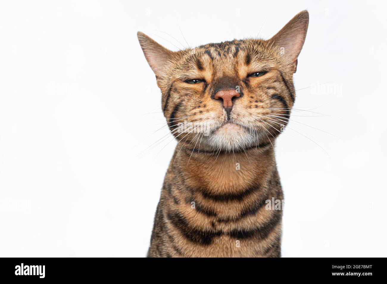 brown spotted bengal cat making funny face looking angrily disgusted or ...