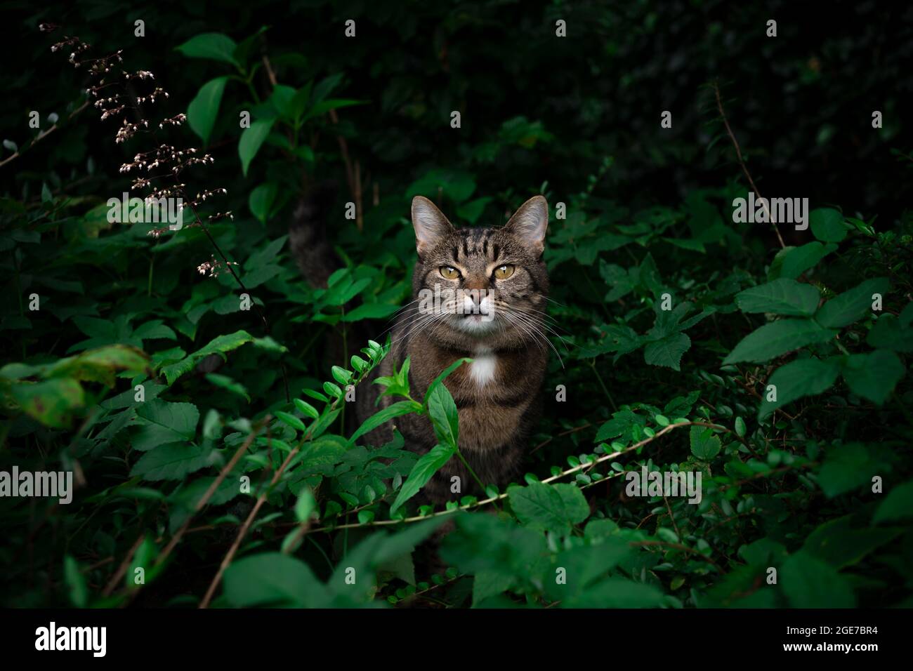 curious tabby cat outdoors standing amid green plants and bushes looking at camera Stock Photo ...