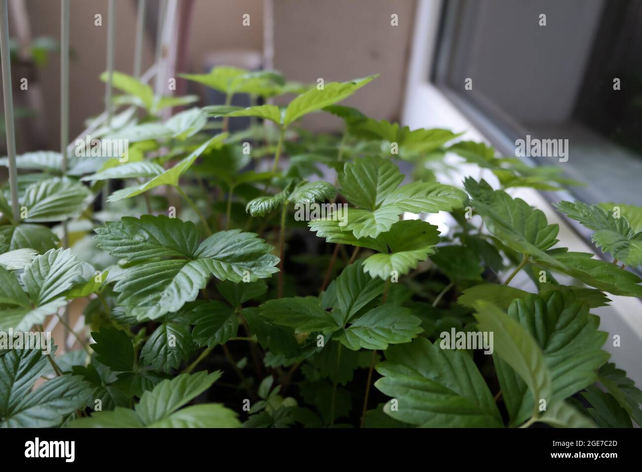 High angle shot of an indoor plants bush on a windowsill Stock Photo ...