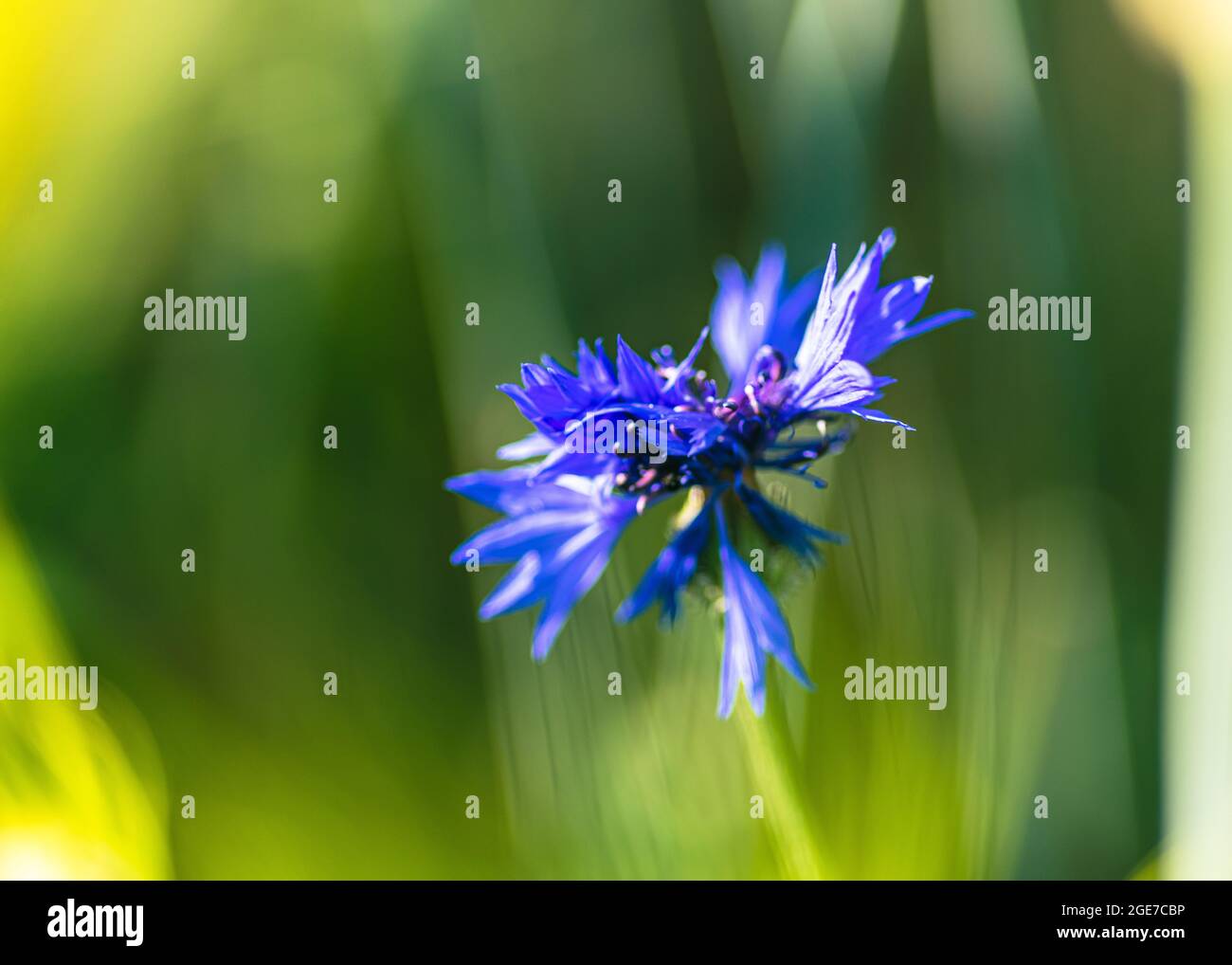 Vivid blue cornflower hi-res stock photography and images - Alamy