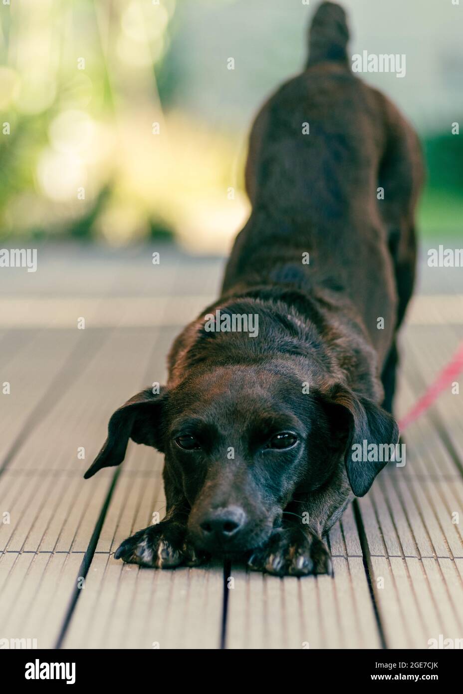 Cute playful black dog standing on the back legs and lying on front ...