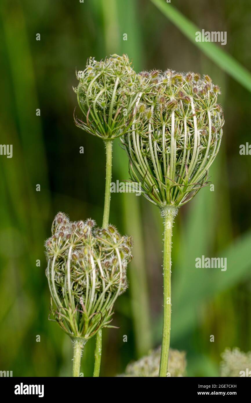 Hooked seeds hi-res stock photography and images - Alamy