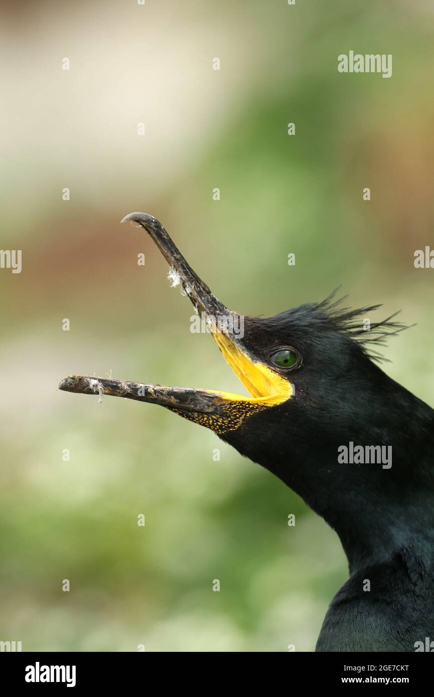 Shag bird european hi-res stock photography and images - Alamy