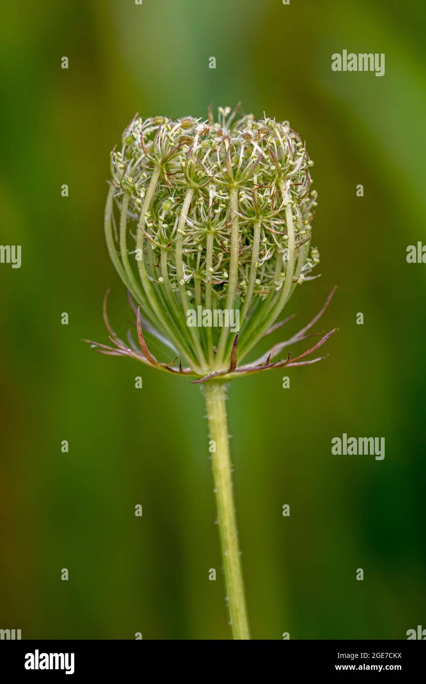 Cluster of fruits hi-res stock photography and images - Alamy