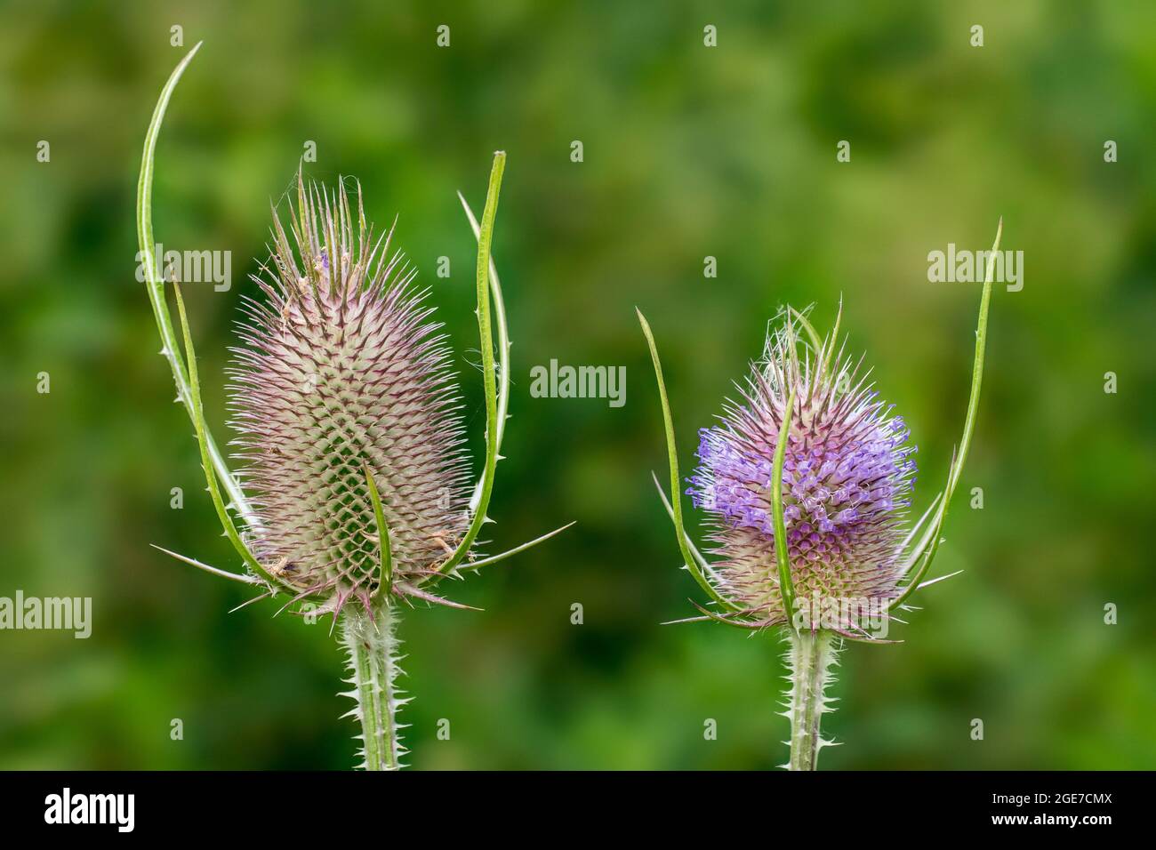 Blooming dipsacus flower head hi-res stock photography and images - Alamy