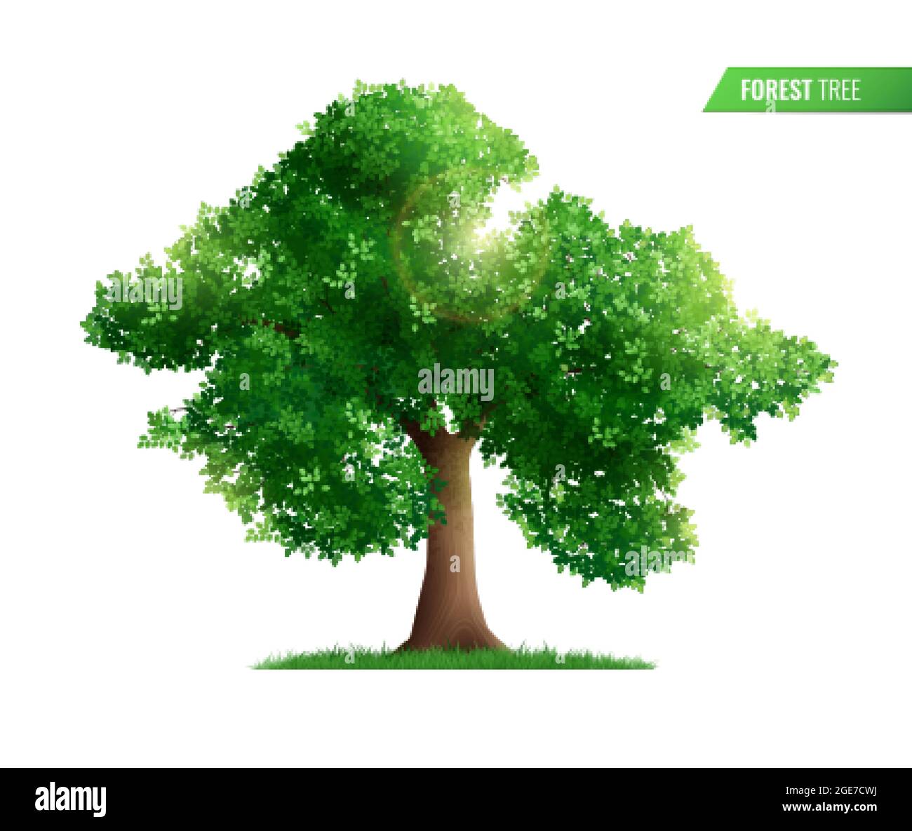 Forest tree realistic composition with isolated green tree and sunlight ...