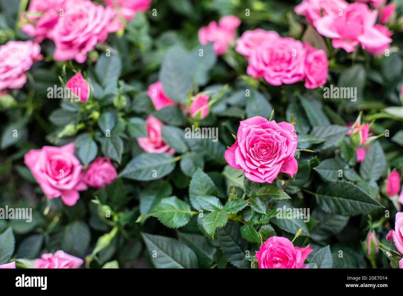 Pink rose blossom, spring card with bright pink rose flower. Background ...