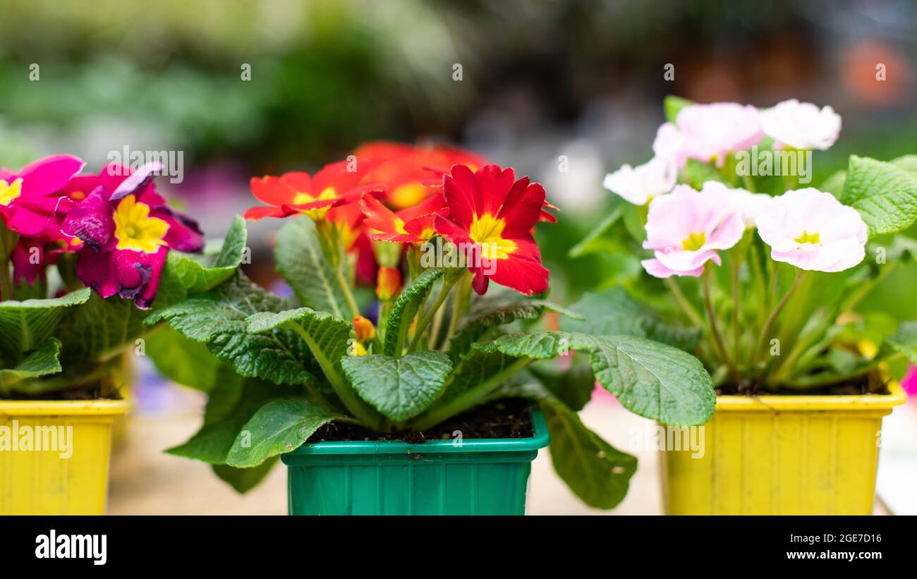 Spring primrose in a small pot for sale. Primula Blossom Seasonal ...
