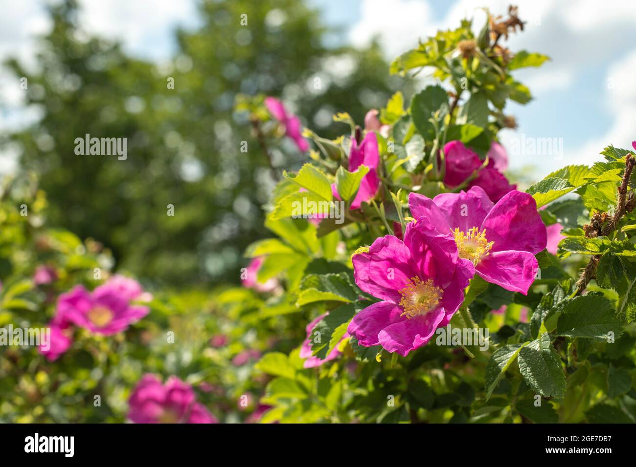 Rosehip blossom with pink magenta flowers. Two large wild rose flowers ...