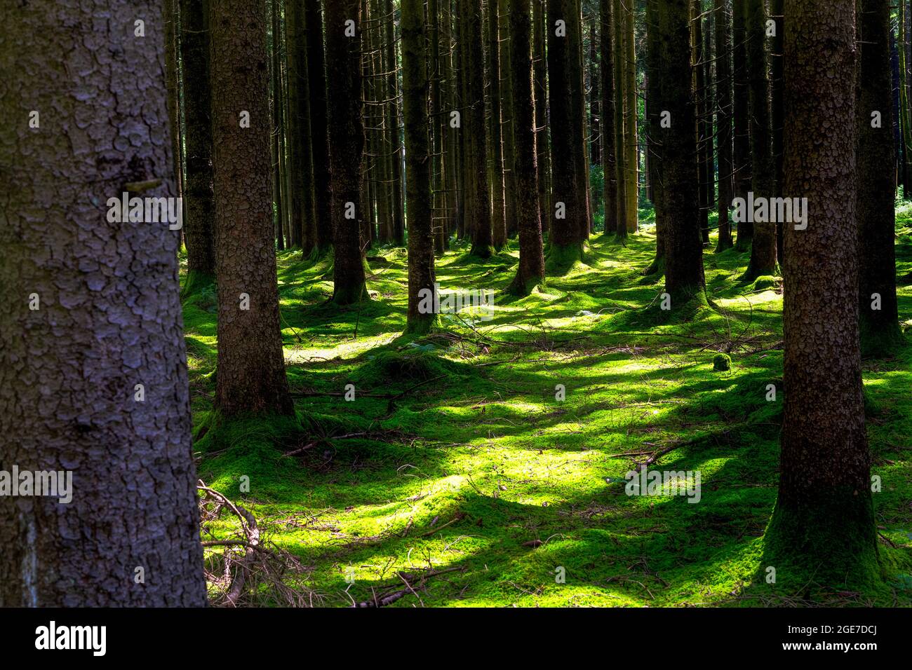 Shady woodland with moss in a deep forest Stock Photo - Alamy