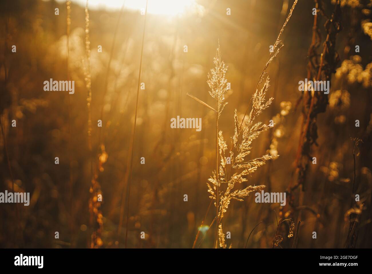 Beautiful autumn wild grass in evening sunlight, close up. Autumnal ...