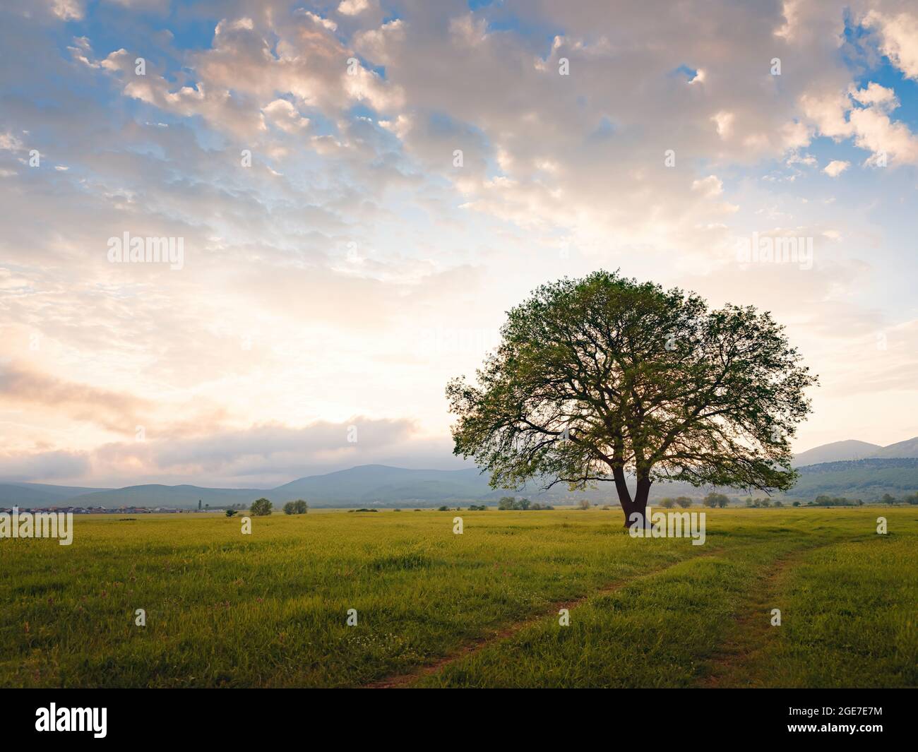 old oak tree growing on an agricultural field over spring sunset sky ...