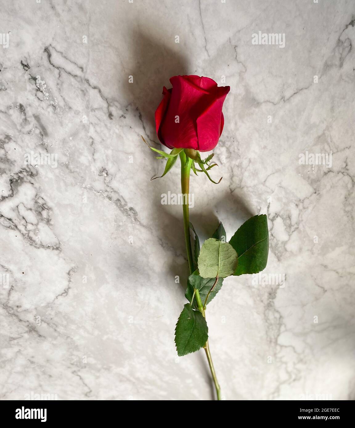 Single bright red rose in the marble background Stock Photo - Alamy