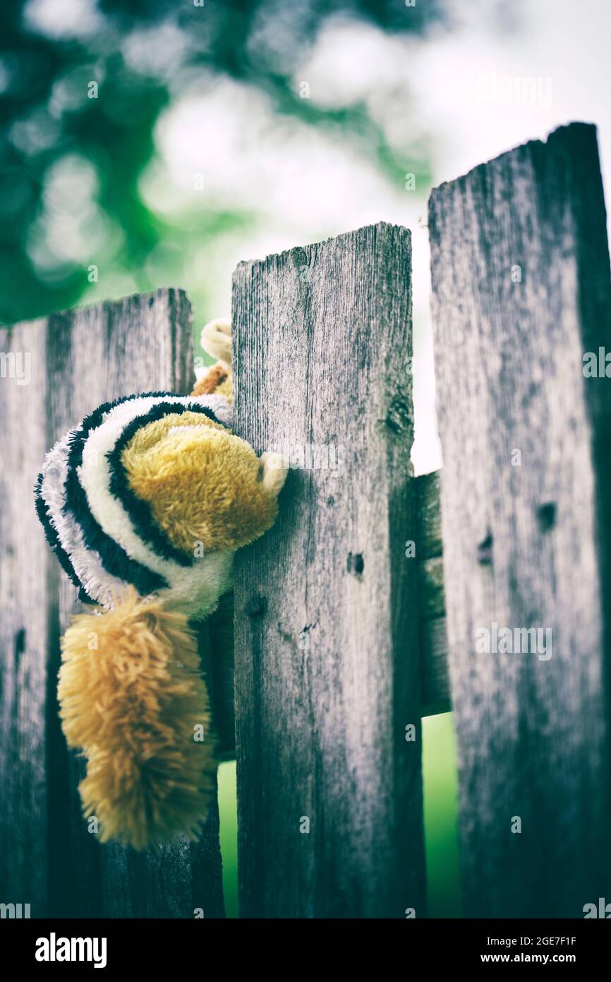 A small stuffed chipmunk between two wood fence boards Stock Photo - Alamy