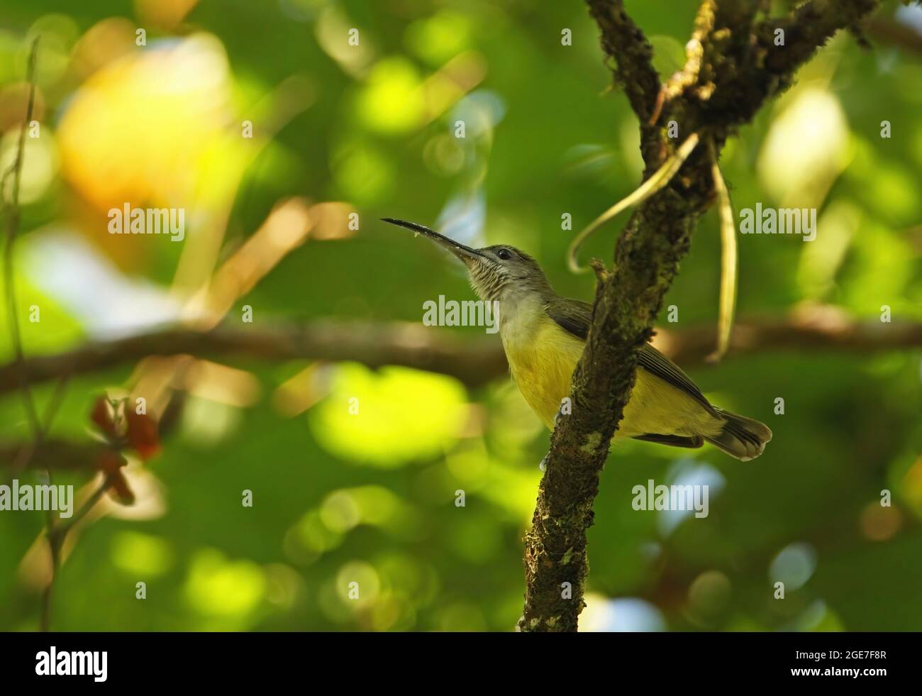 Spiderhunter bird hi-res stock photography and images - Alamy